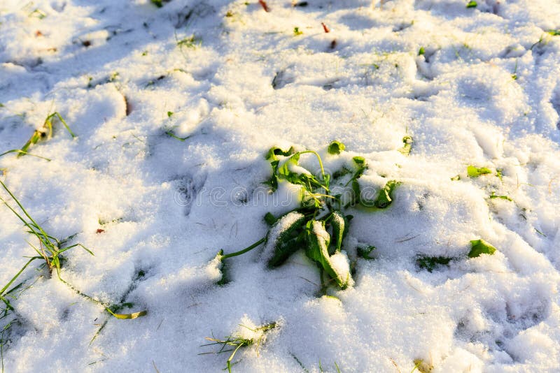 Winter Landscape. Snow Texture. Field with Green Grass and Snow. Stock ...