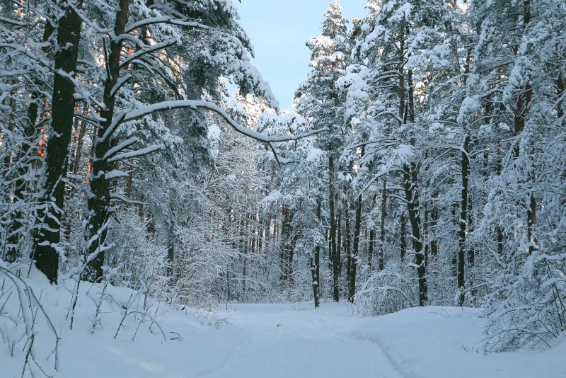 Winter Landscape with Snow at Tree Tops Stock Image - Image of sunny ...
