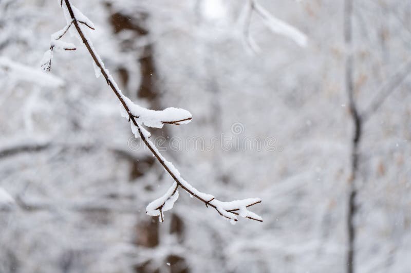 Winter Landscape, Snow on Trees in Park Stock Photo - Image of frost ...