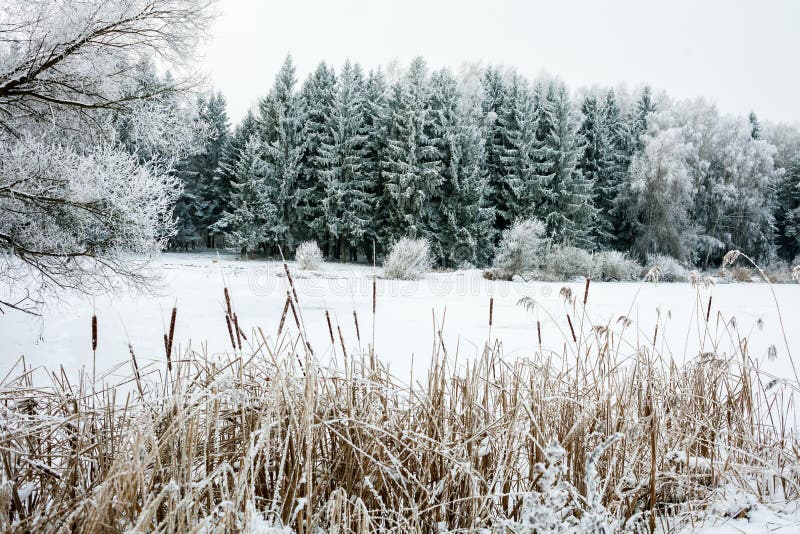 Winter Landscape with Snow and Trees Stock Photo - Image of silence ...