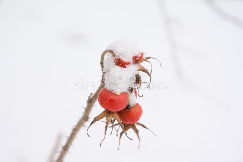 Winter Landscape and Snow on a Wild Rose Bush Close-up Stock Image ...