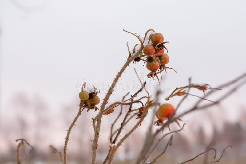Winter Landscape and Snow on a Wild Rose Bush Close-up Stock Image ...