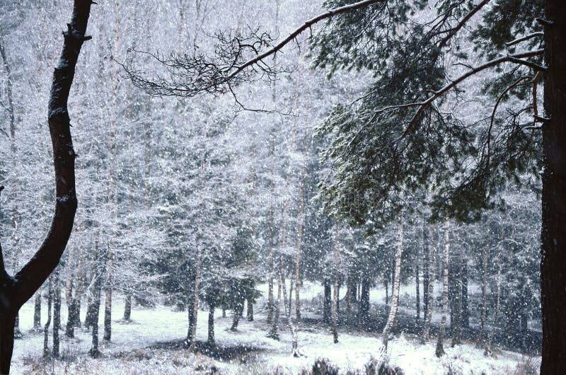 Winter Landscape and Snowfall in the Forest Stock Image - Image of ...
