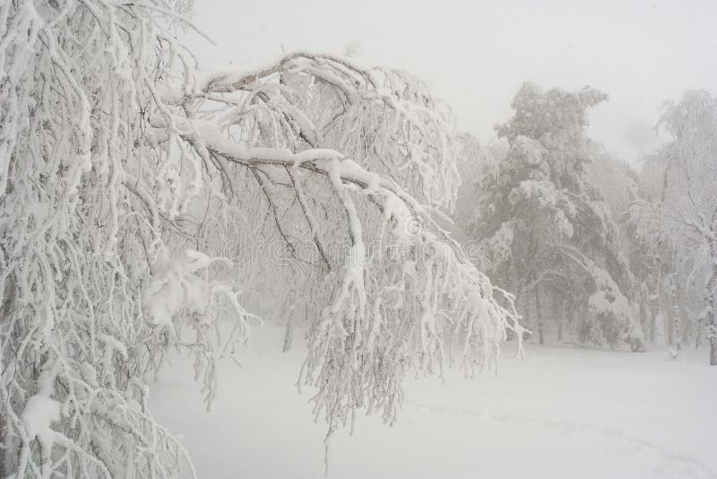 Winter Landscape during a Snowfall Stock Photo - Image of outdoor ...