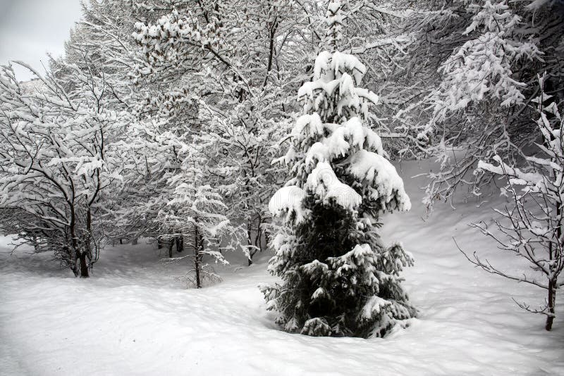 Snow in the Mountain Forest. Stock Image - Image of view, level: 138240395