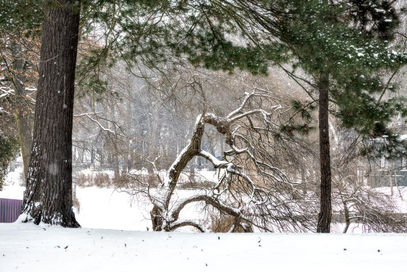 Winter Landscape on a Snowy Day with a Tree Stock Image - Image of tree ...