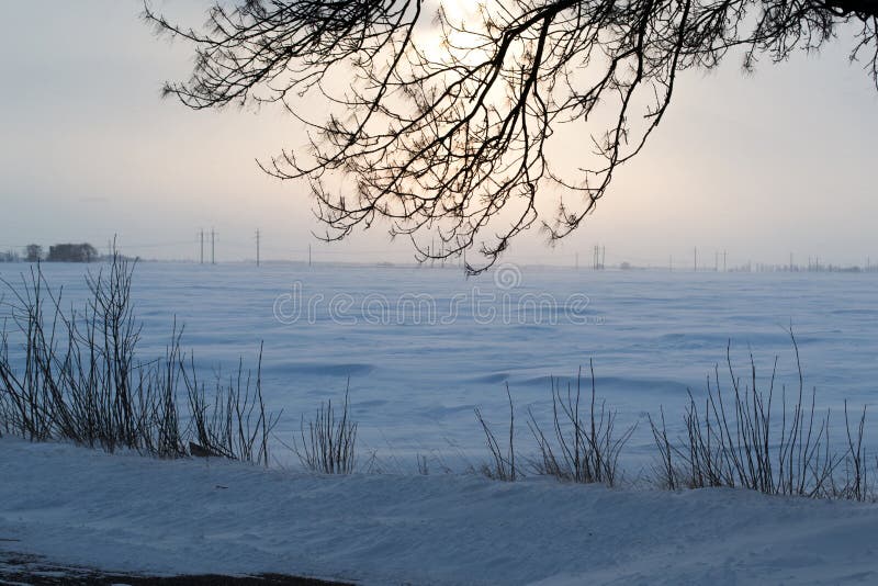 Winter Landscape. Snowy Field with Bushes and Branches of the Tree on ...