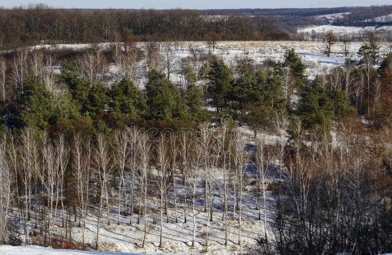 Winter Landscape Snowy Fields and Forest Under Blue Sky, Trees and ...