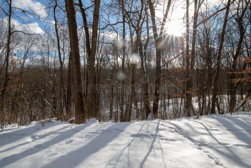 Winter Landscape Snowy Forest in Michigan Under Sunlight Stock Photo ...