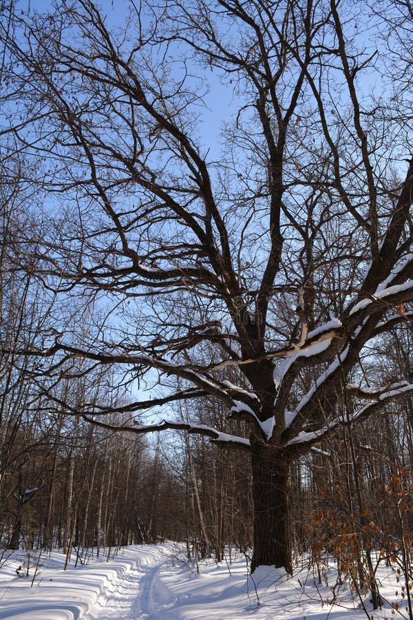 Winter Landscape with Snowy Path and Old Oak Tree Stock Photo - Image ...