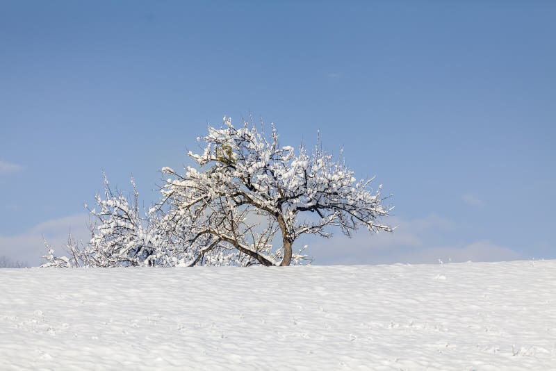 Winter landscape stock image. Image of rural, tree, remote - 85383923