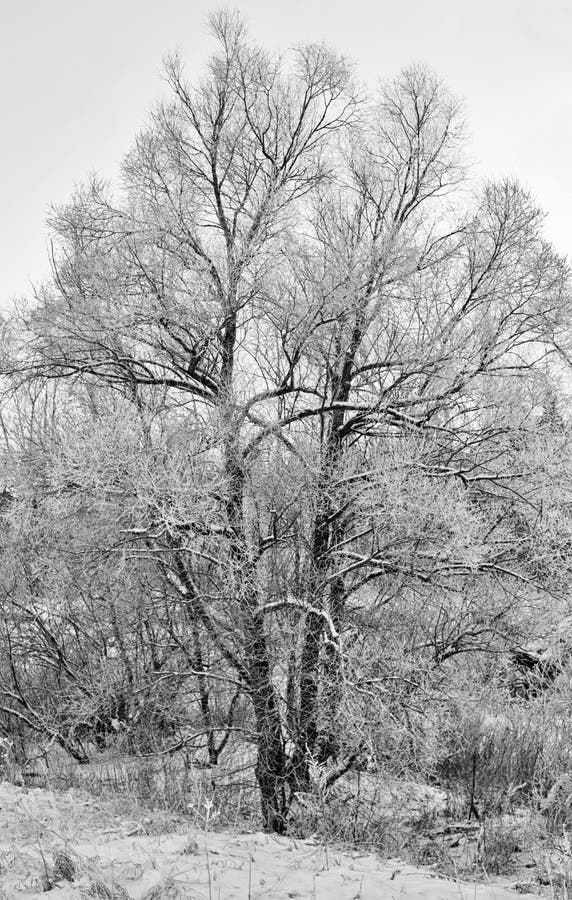 Snowy tree stock image. Image of covered, beautiful, outdoors - 99177753