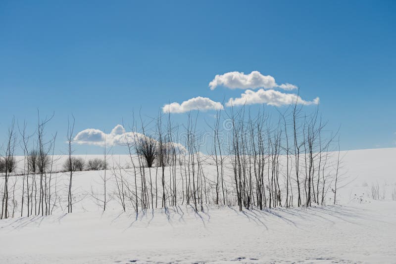 Landscape with Snowy White Field, Trees and Blue Sky Stock Image ...