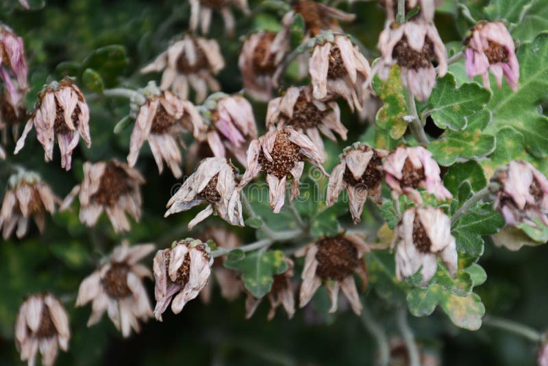 Bloom finished Spray mum stock photo. Image of landscape - 134472482