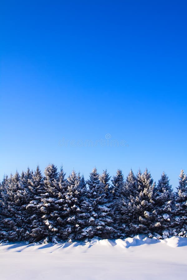 Winter Landscape Spruce and Blue Sky Stock Image - Image of frost ...