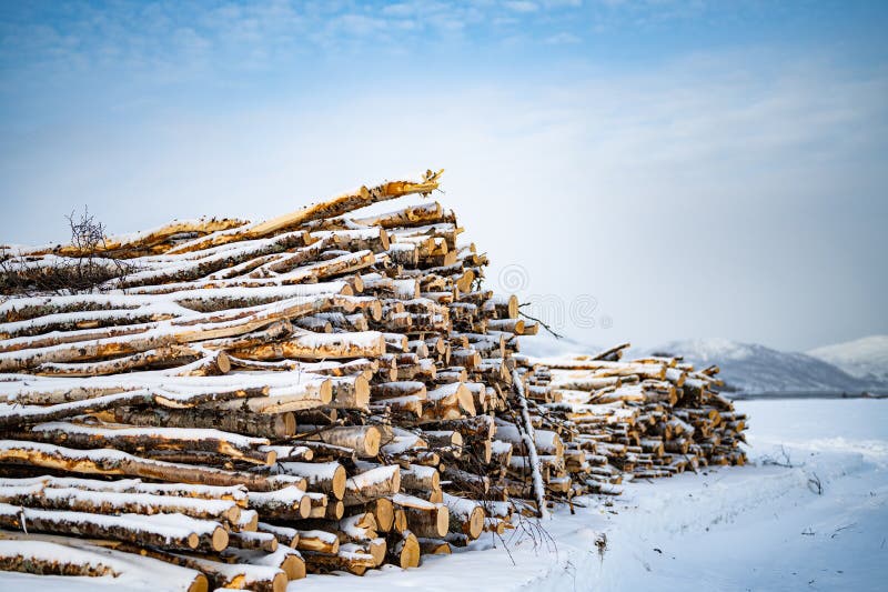 Winter Landscape with a Stack of a Pile Chopped Tree Logs Covered in ...