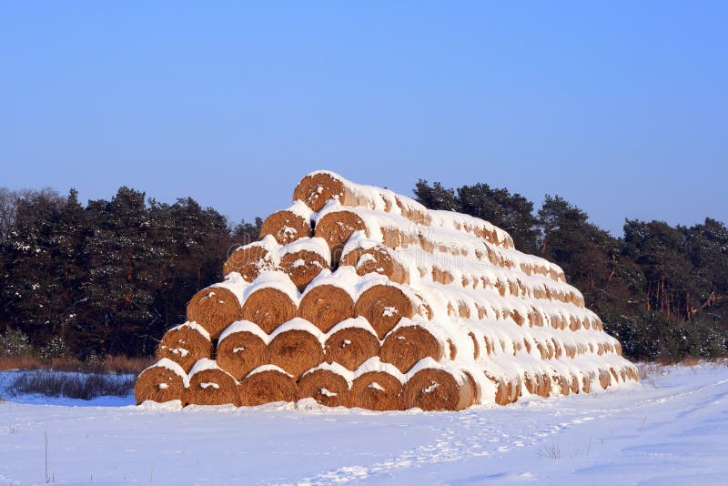 Winter Landscape with Straw Bales Stock Photo - Image of poland, winter ...
