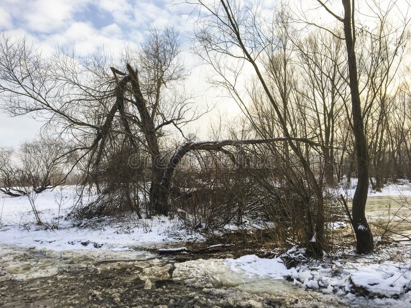 Winter Landscape: a Stream Covered with Ice, Dry Trees and Shrubs on ...