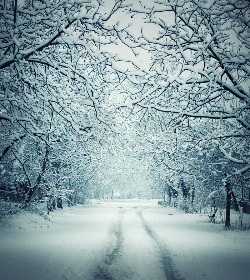 Winter Landscape. Street with Snowy Trees. Stock Photo - Image of ...