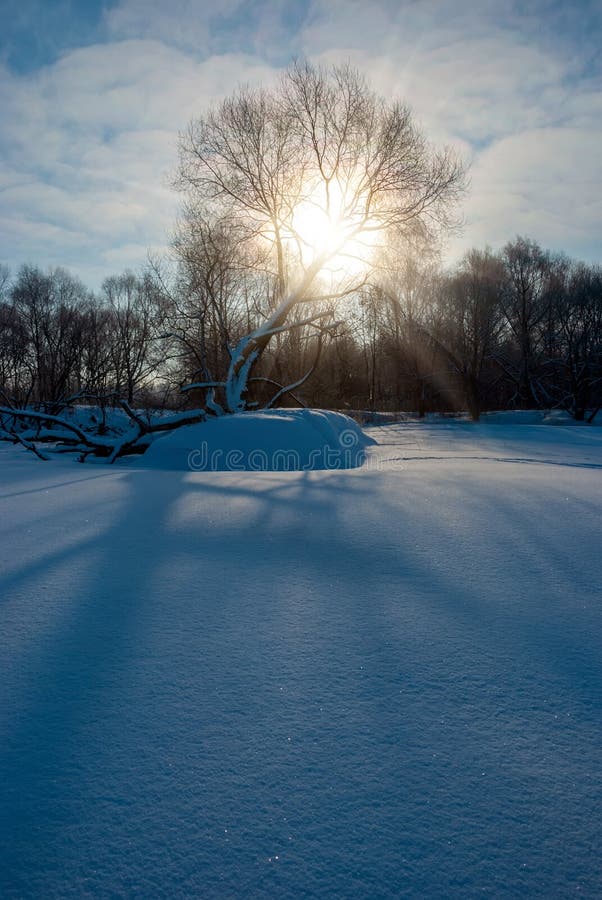Winter Landscape. the Sun`s Rays Break through the Crown of the Tree ...