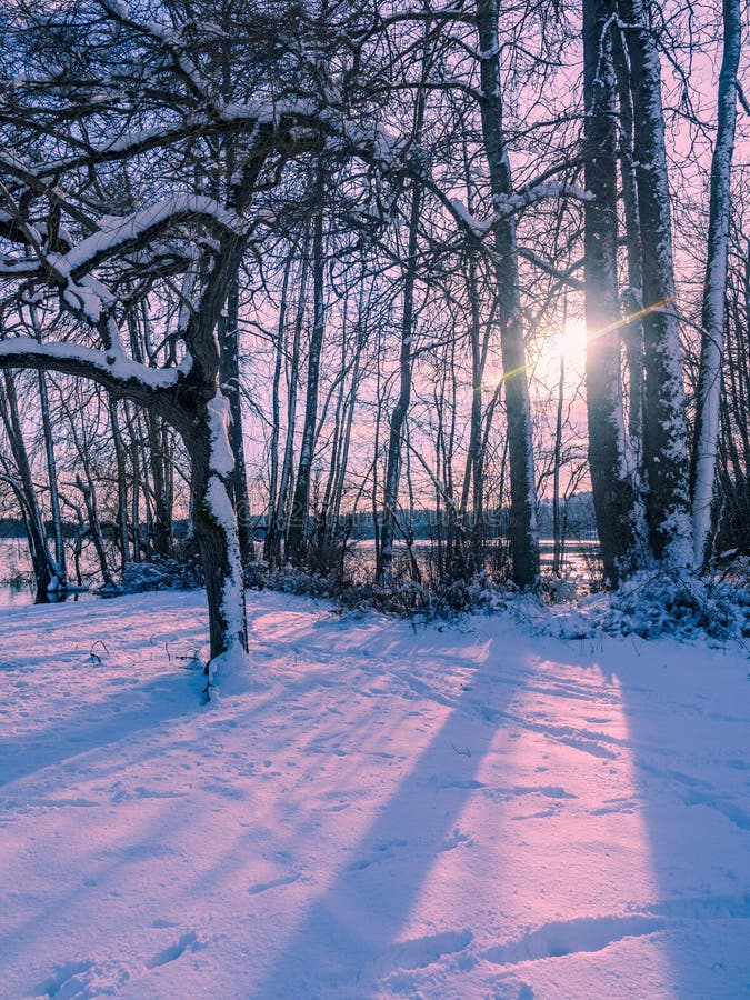 Winter Landscape with Sun Setting among the Trees at the Lake S Stock ...