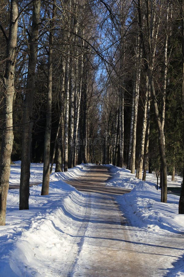 Winter Landscape with Sunlit Park Path Vertical Orientation Stock Photo ...
