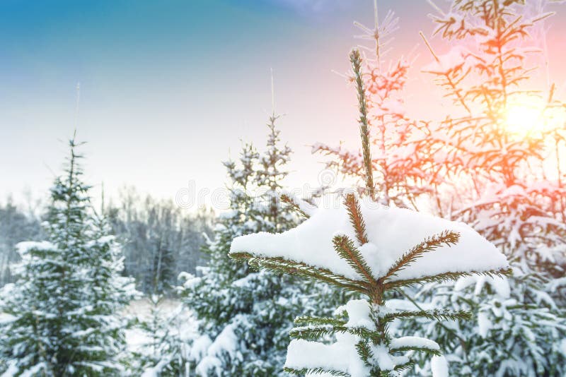 Winter Landscape at Sunset. Christmas Trees in the Snow. Stock Photo ...