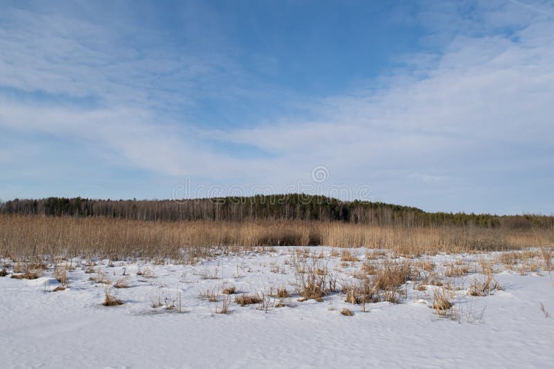 Winter Landscape with a Frozen Swamp. Stock Photo - Image of snowy ...