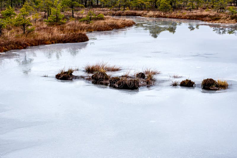 Winter Landscape of a Swamp without Snow, Peat Formation, Swamp ...