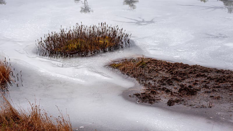 Winter Landscape of a Swamp without Snow, Peat Formation, Swamp ...