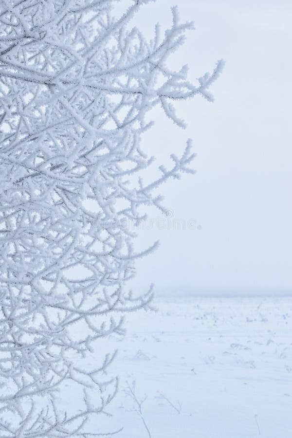 Winter Landscape and Textures of Frosted Branches Stock Photo - Image ...