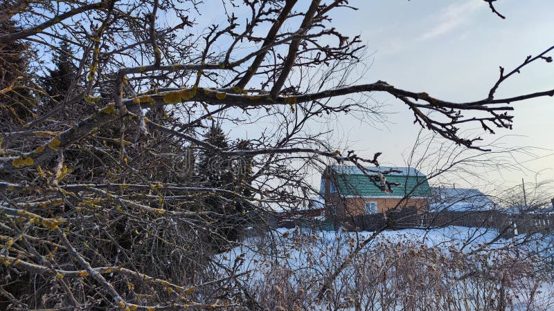 Winter Landscape with Tree and Brances in Cold Day with Blue Sky Stock ...