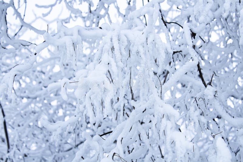 Winter Landscape, Tree Branches Under a Thick Layer of Snow, Against a ...