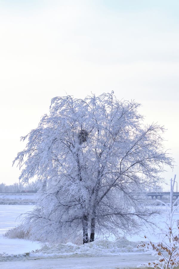 Winter Landscape. Tree is Covered with Frost and Snow after Severe ...