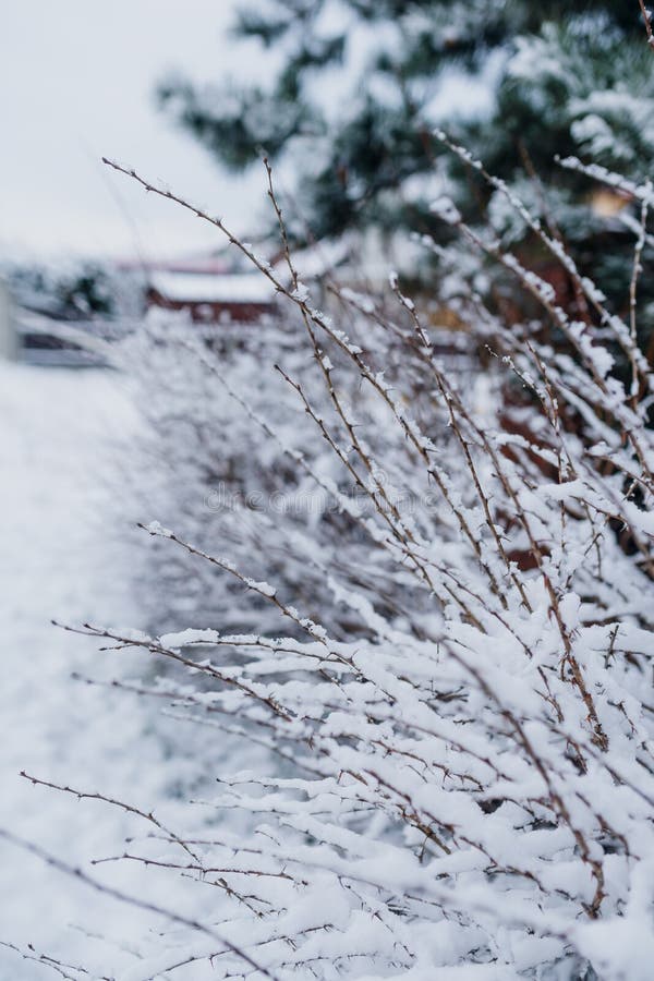 Winter Landscape. Tree Covered with Snow in Winter Stock Image - Image ...