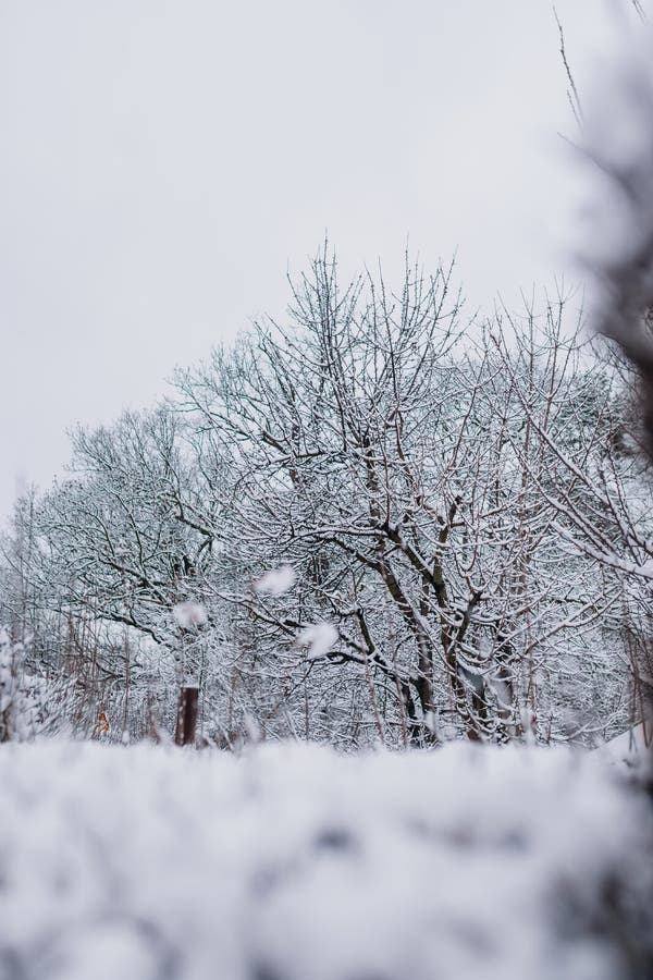 Winter Landscape. Tree Covered with Snow in Winter Stock Image - Image ...