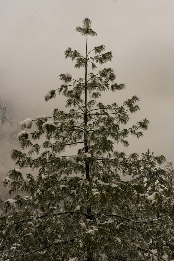Winter Landscape. Tree and Dry Grass Plants in the Snow. Snow Caped ...