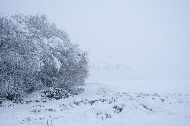 Winter Landscape with a Tree and a Lot of Snow Stock Image - Image of ...