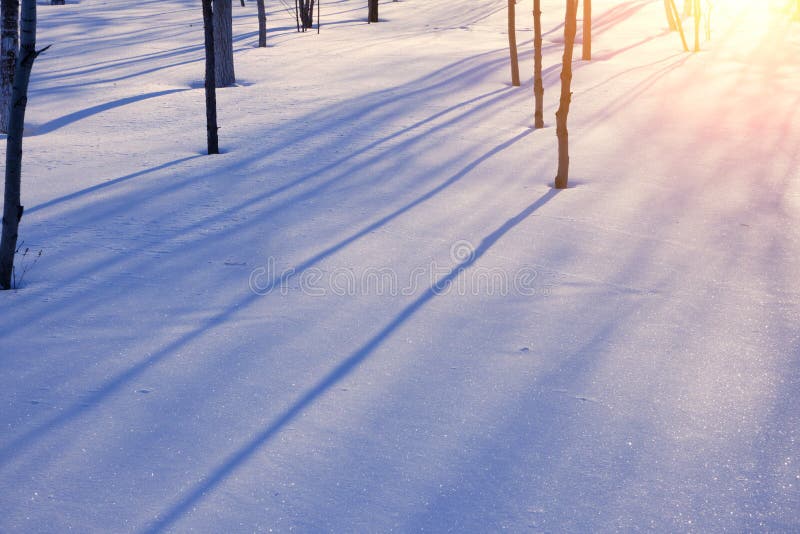 Winter Landscape, Tree Trunks Cast Shadows on Snow, Illuminated by ...