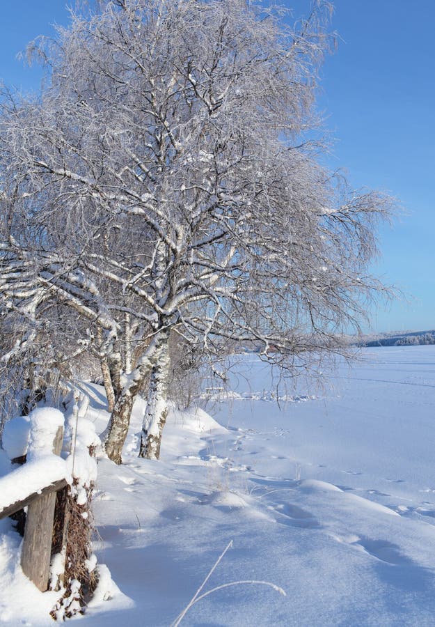 Winter landscape stock photo. Image of winter, vertical - 41391380