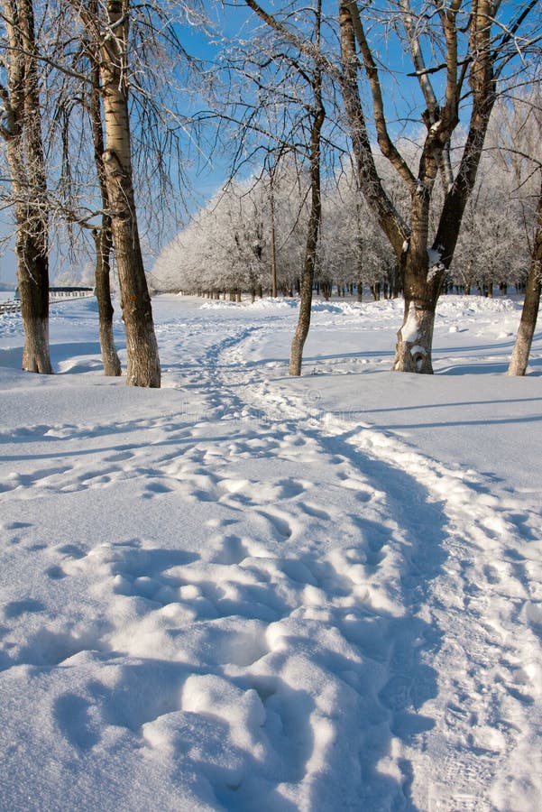 Winter Landscape with Trees Stock Photo - Image of birch, hoarfrost ...