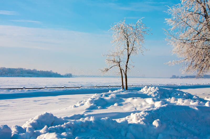 Winter Landscape with Trees Stock Image - Image of freeze, fine: 22285775