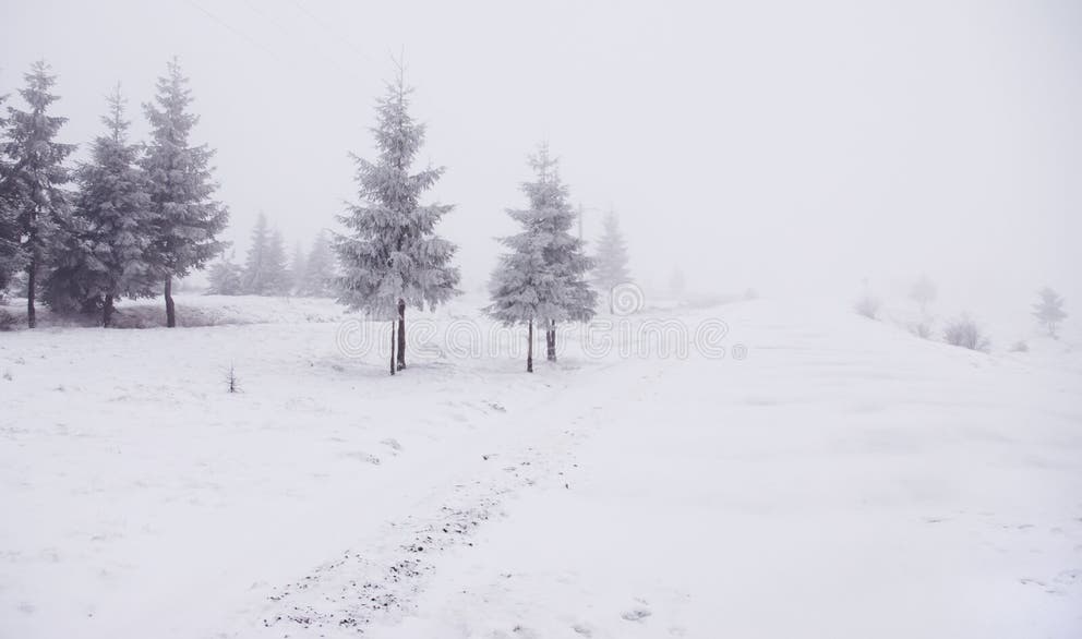 Winter Landscape with Trees Stock Photo - Image of pinewood, scenery ...