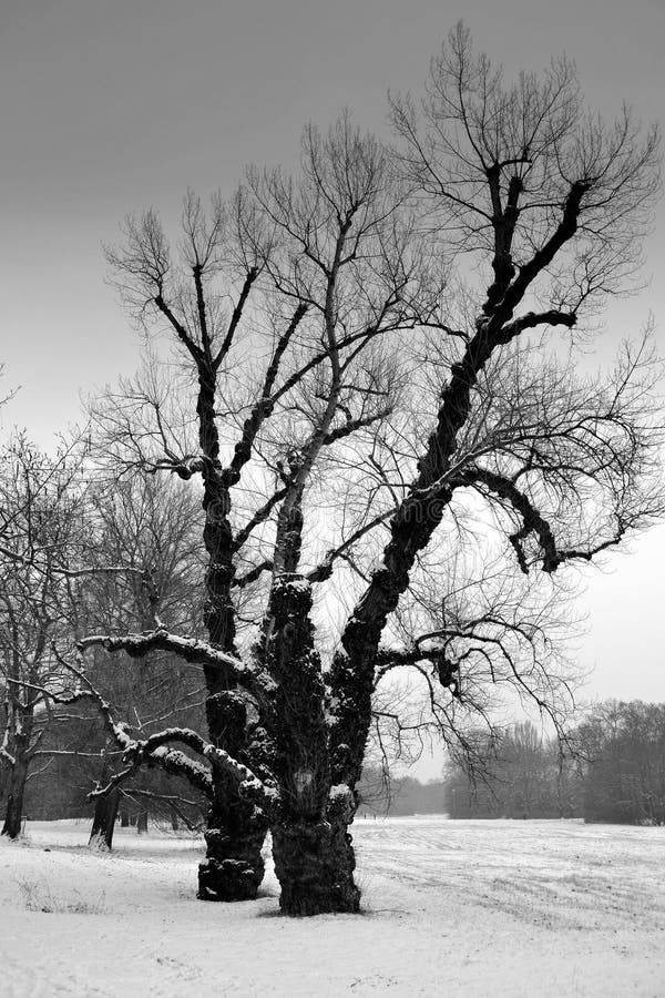 Winter Landscape with Trees Stock Photo - Image of branch, nature: 29112168
