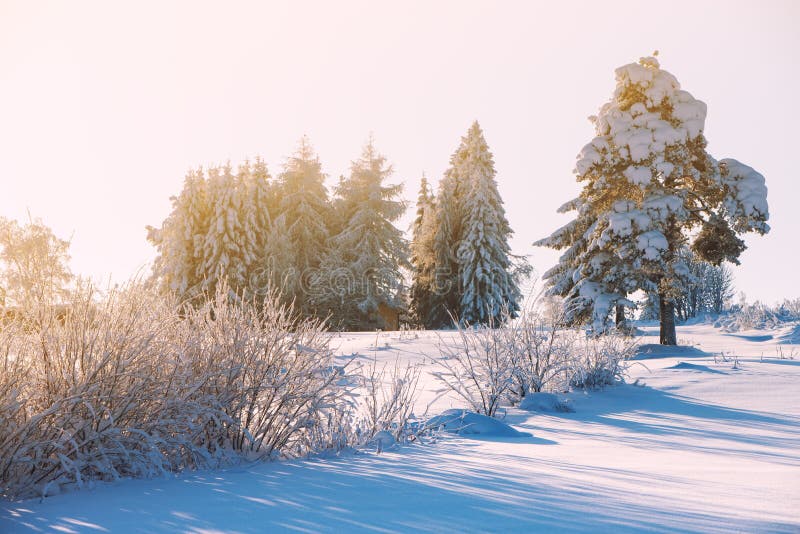 Winter Landscape, Trees Covered with Fresh Snow, Finland Stock Photo ...