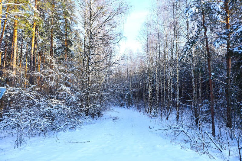 Winter Landscape: Trees Covered with Frost on a Winter Day Stock Photo ...