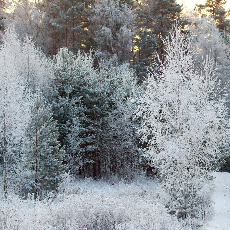 Winter Landscape. the Trees Covered with Hoarfrost Stock Photo - Image ...