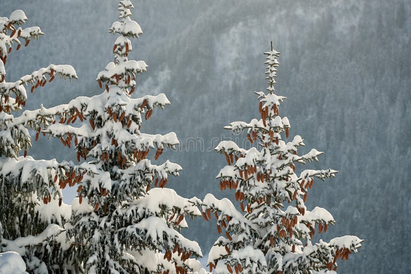 Winter Landscape with Trees, Falling Snow Stock Image - Image of ...