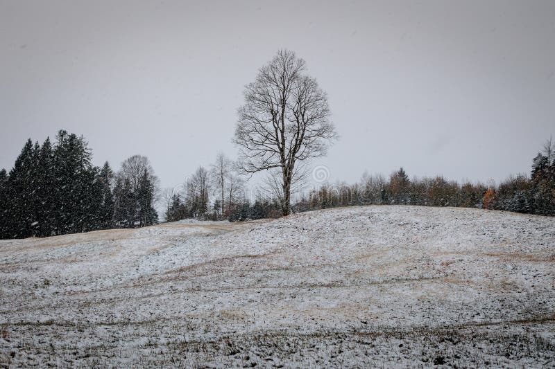 Winter Landscape with Trees and Falling Snowflakes Stock Image - Image ...