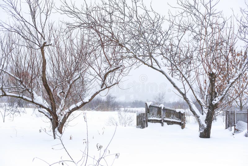 Winter Landscape. Trees without Foliage in a Field Covered with Snow ...